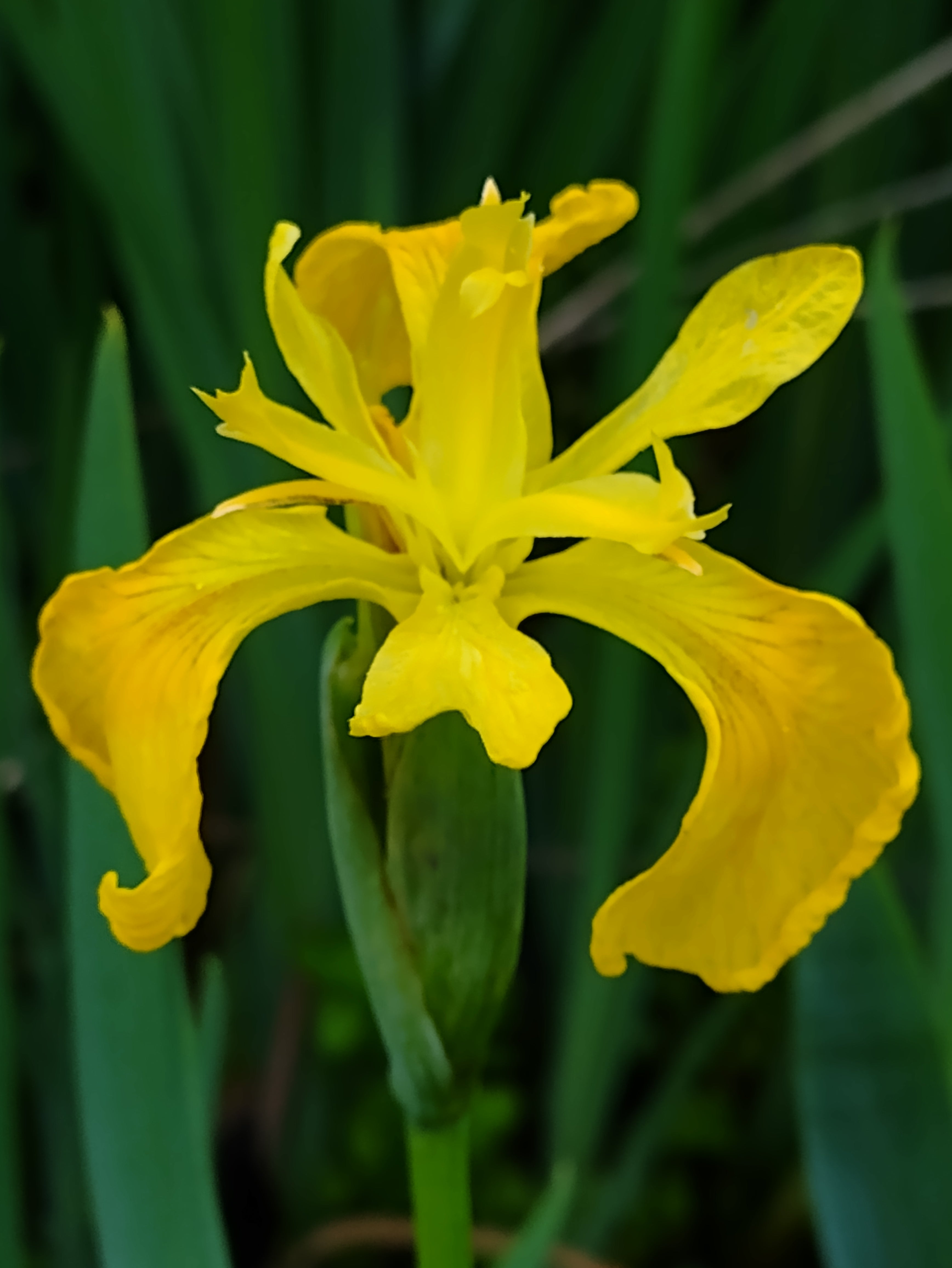 yellow flag iris uk