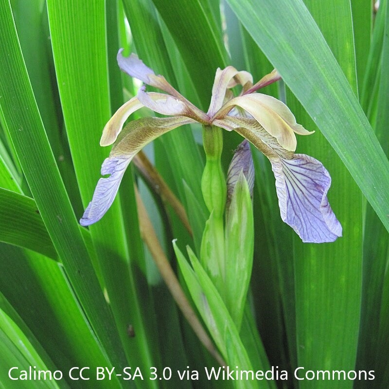 Stinking Iris (9cm pot) | Grow Wilder