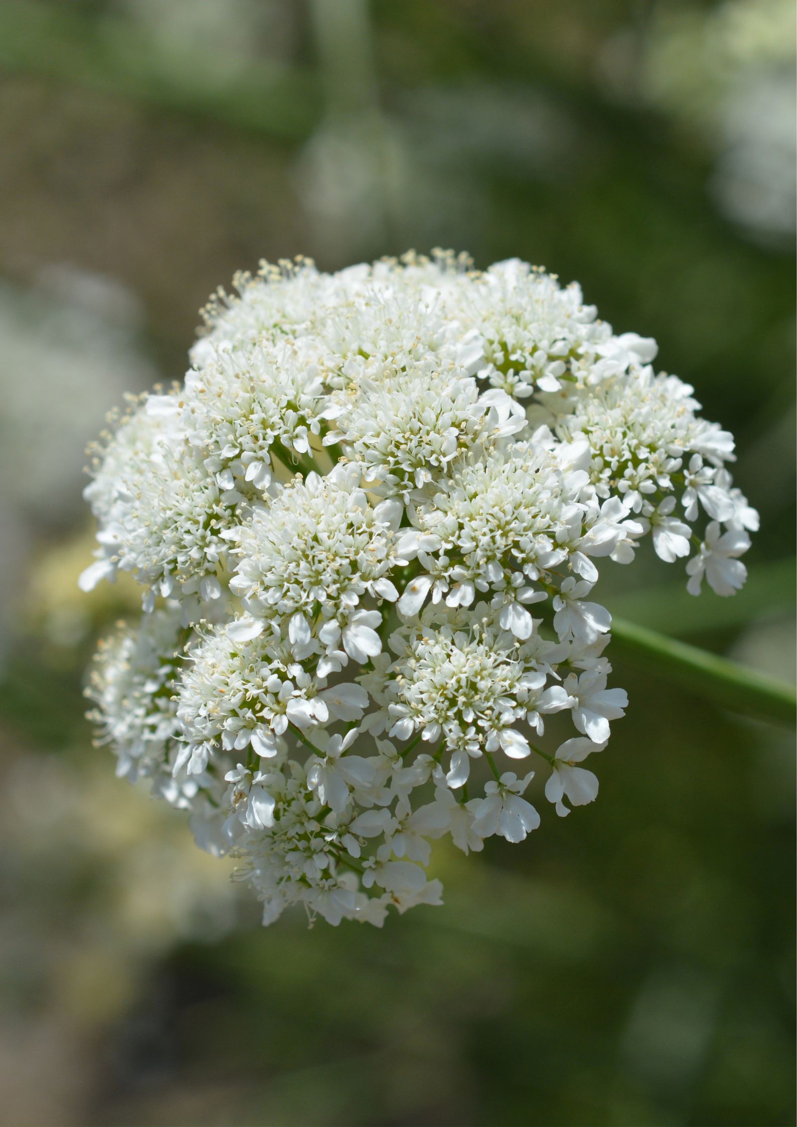 water dropwort