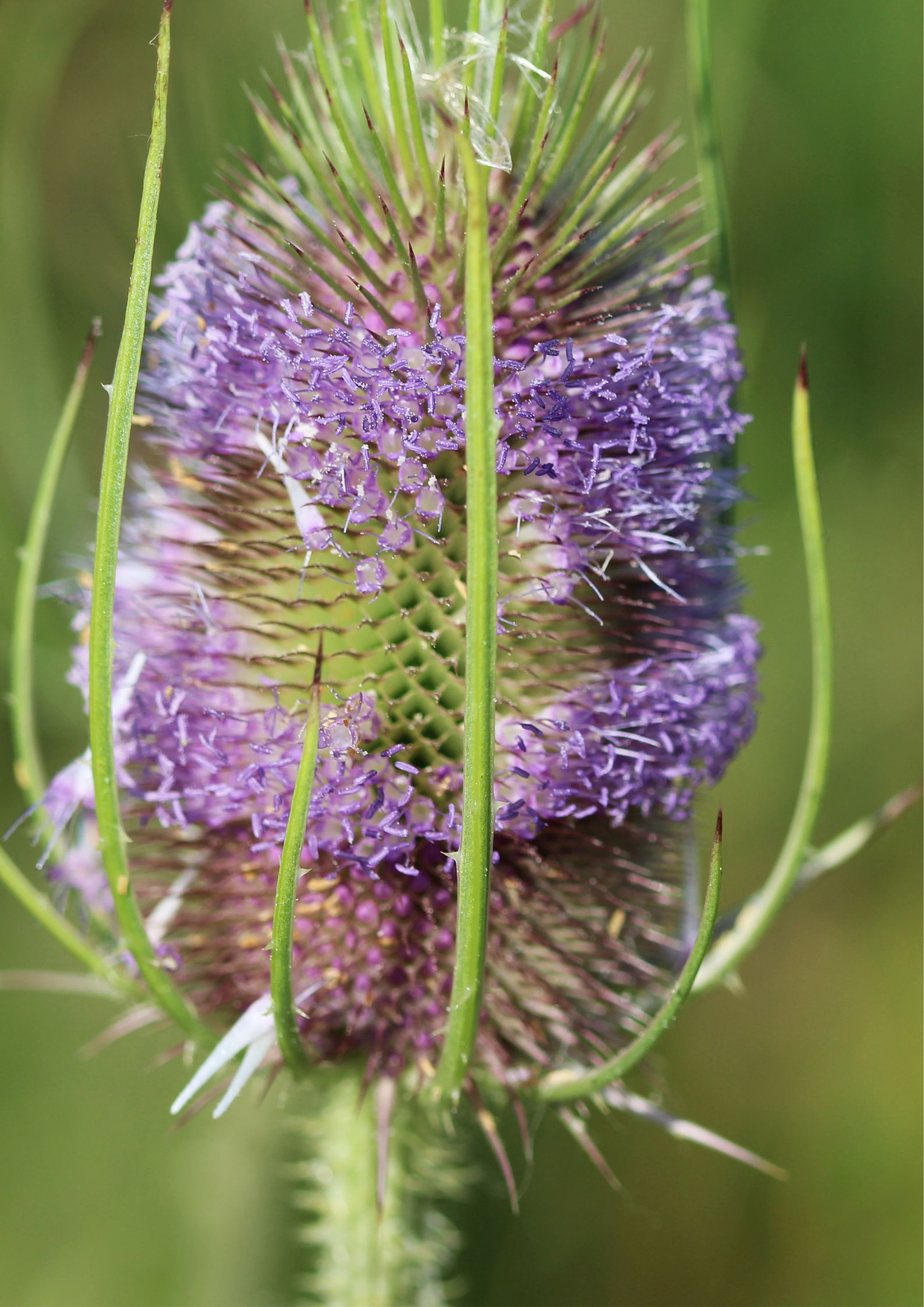 Teasel (6 x 50cc plug plants) | Grow Wilder
