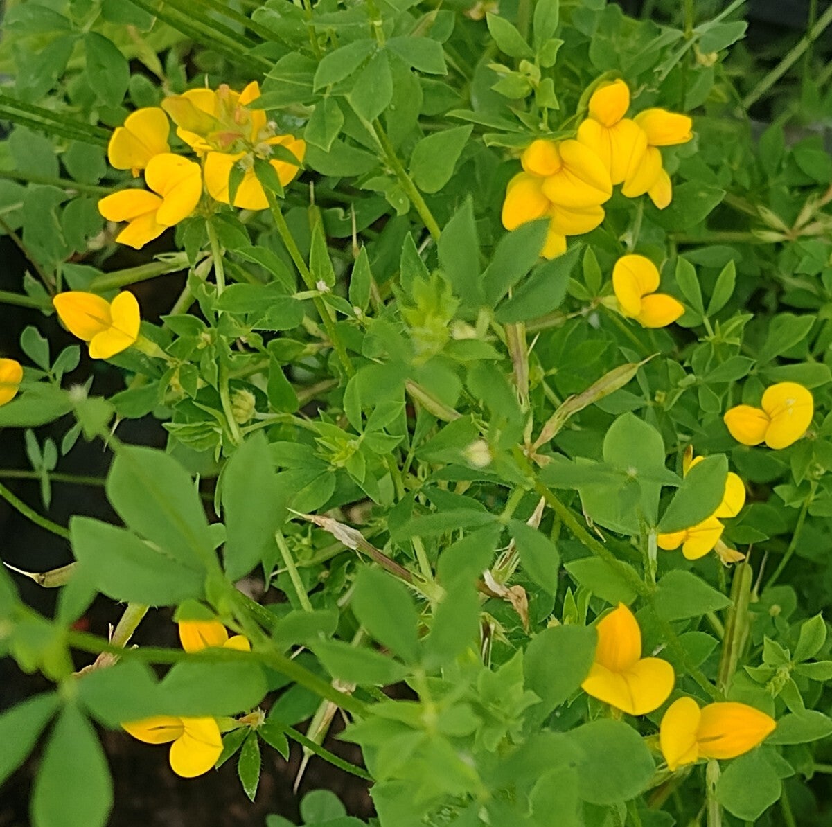 Birds-foot Trefoil (9cm pot) | Grow Wilder
