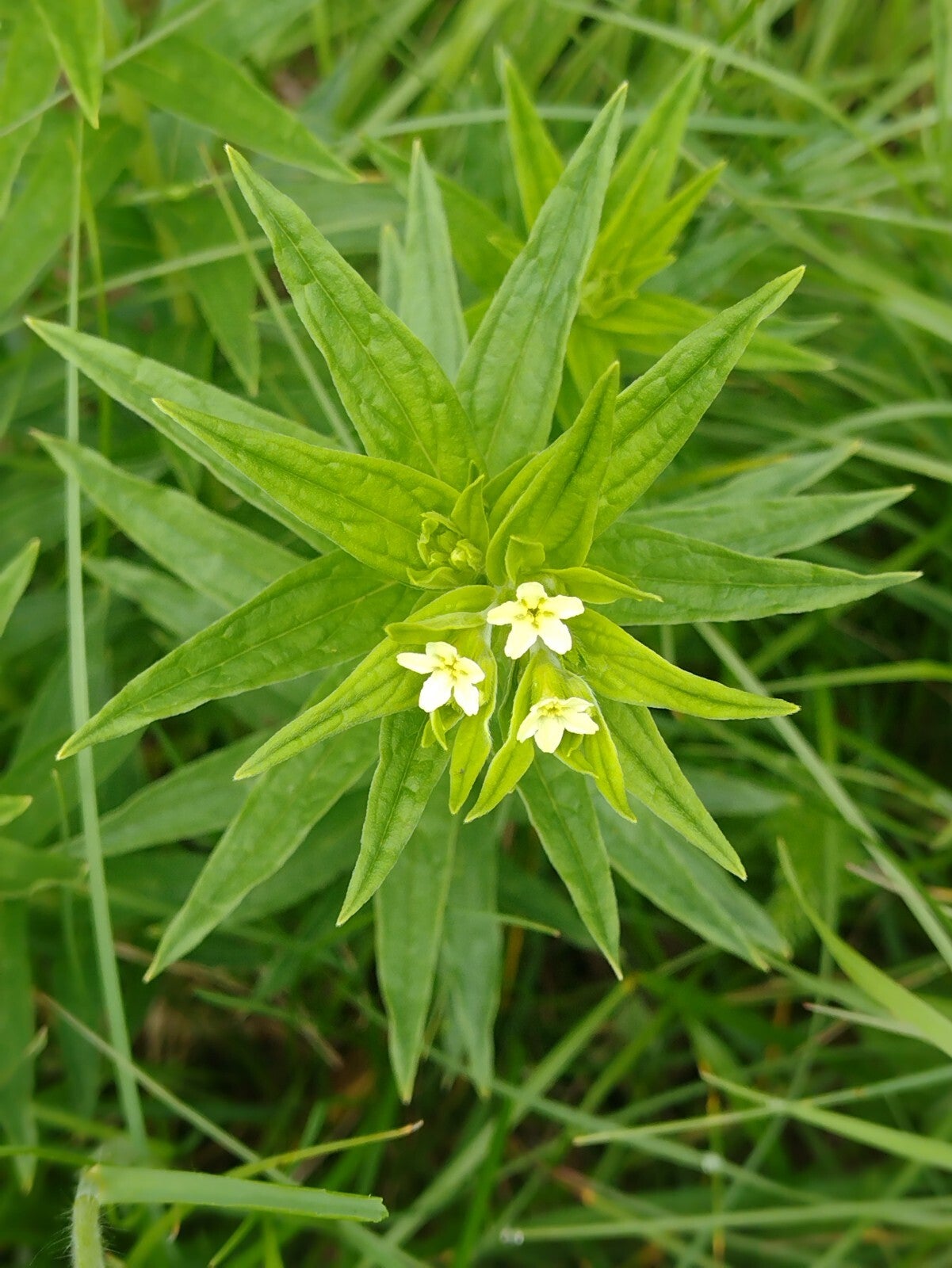 Common Gromwell Seed | Grow Wilder