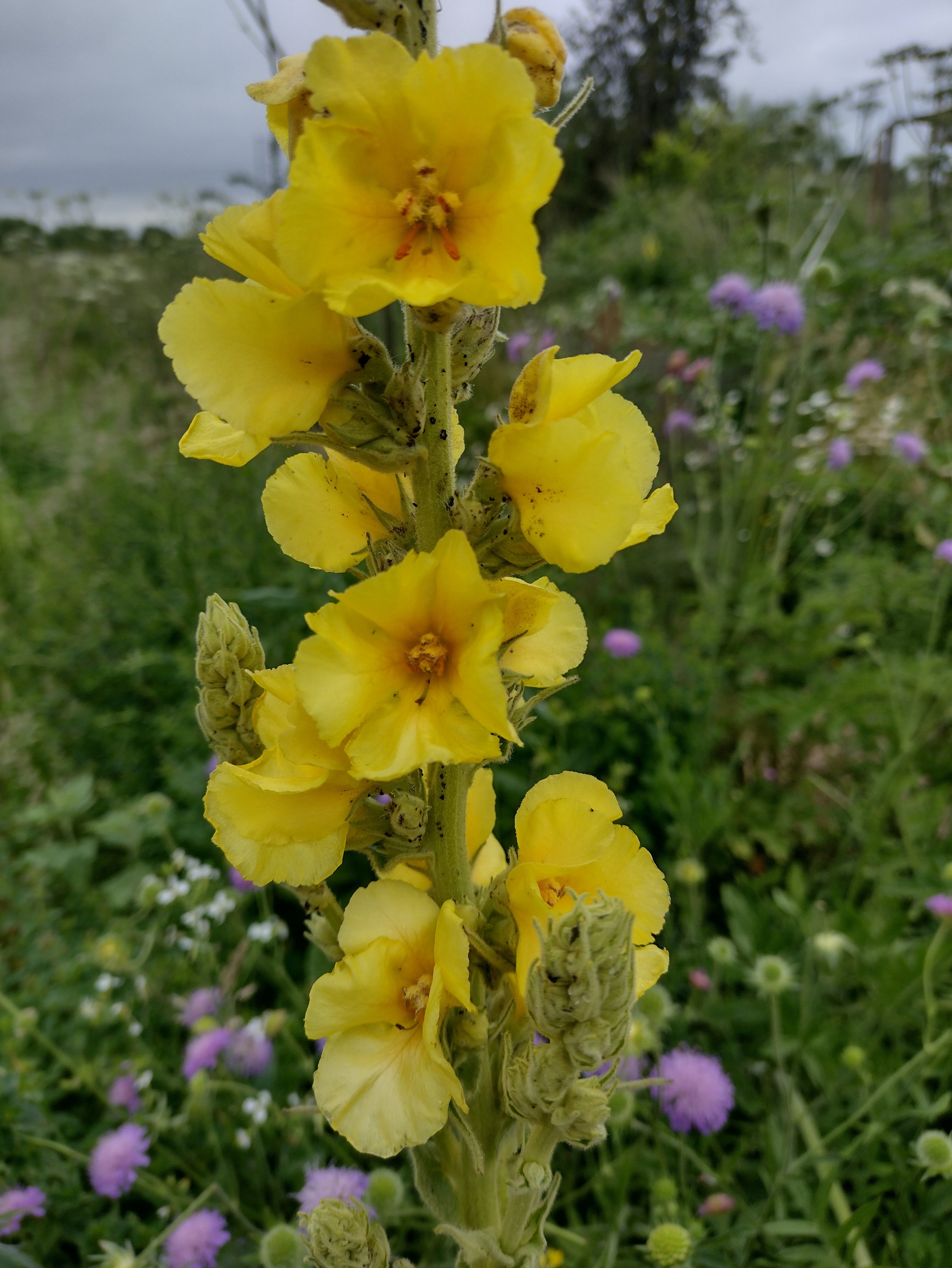 Great Mullein (6 x 50cc plug plants) | Grow Wilder